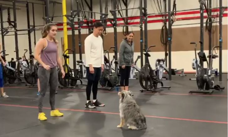 Watch: Mini Australian Shepherd Dog Doing CrossFit Workouts With Her Owner